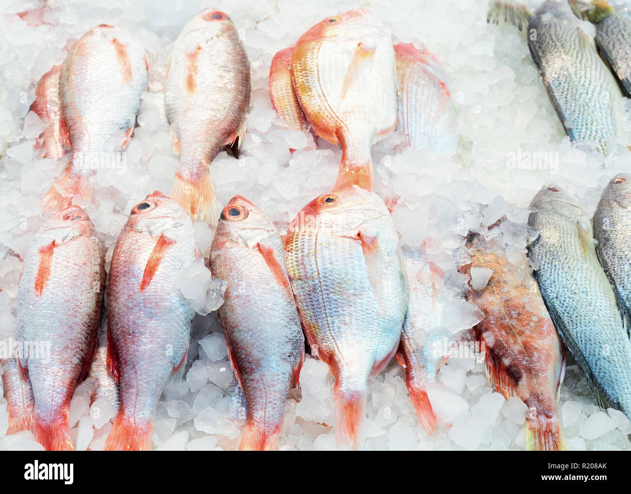 Famous fish hi-res stock photography and images - Alamy