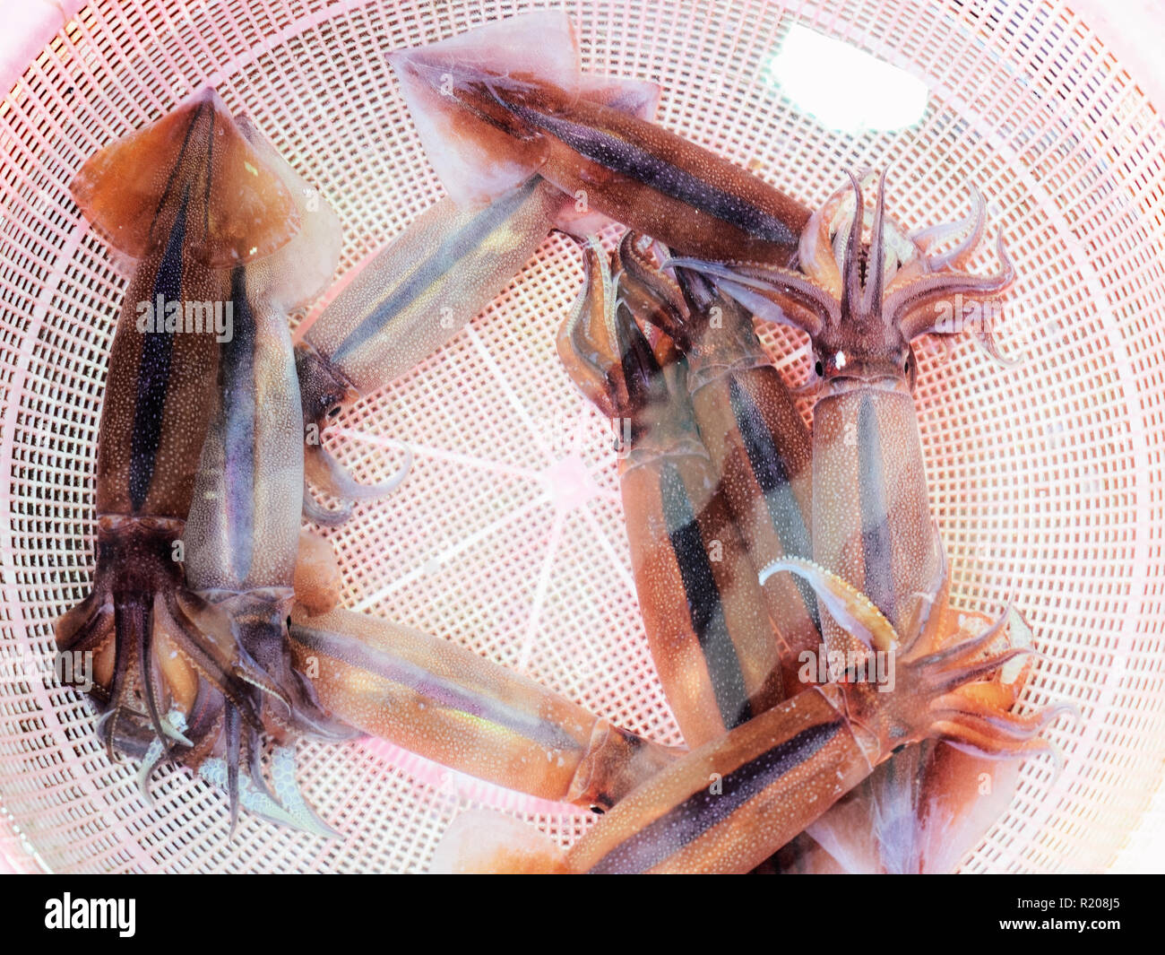 Cuddle fish hi-res stock photography and images - Alamy