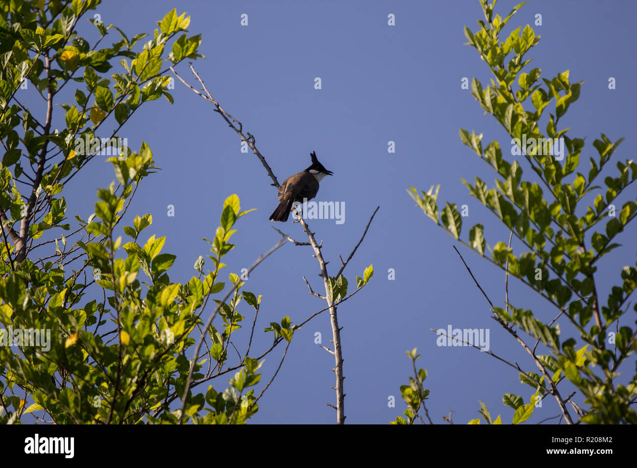 Red whiskered Bulbul Bird on Tree ,Pycnonotus jocosus Stock Photo - Alamy