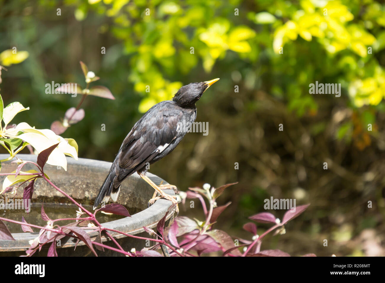One black Common Myna bird Stock Photo - Alamy