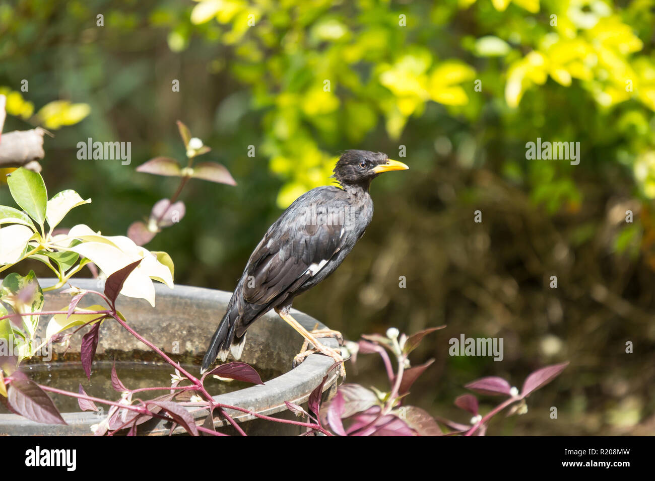 One black Common Myna bird Stock Photo - Alamy