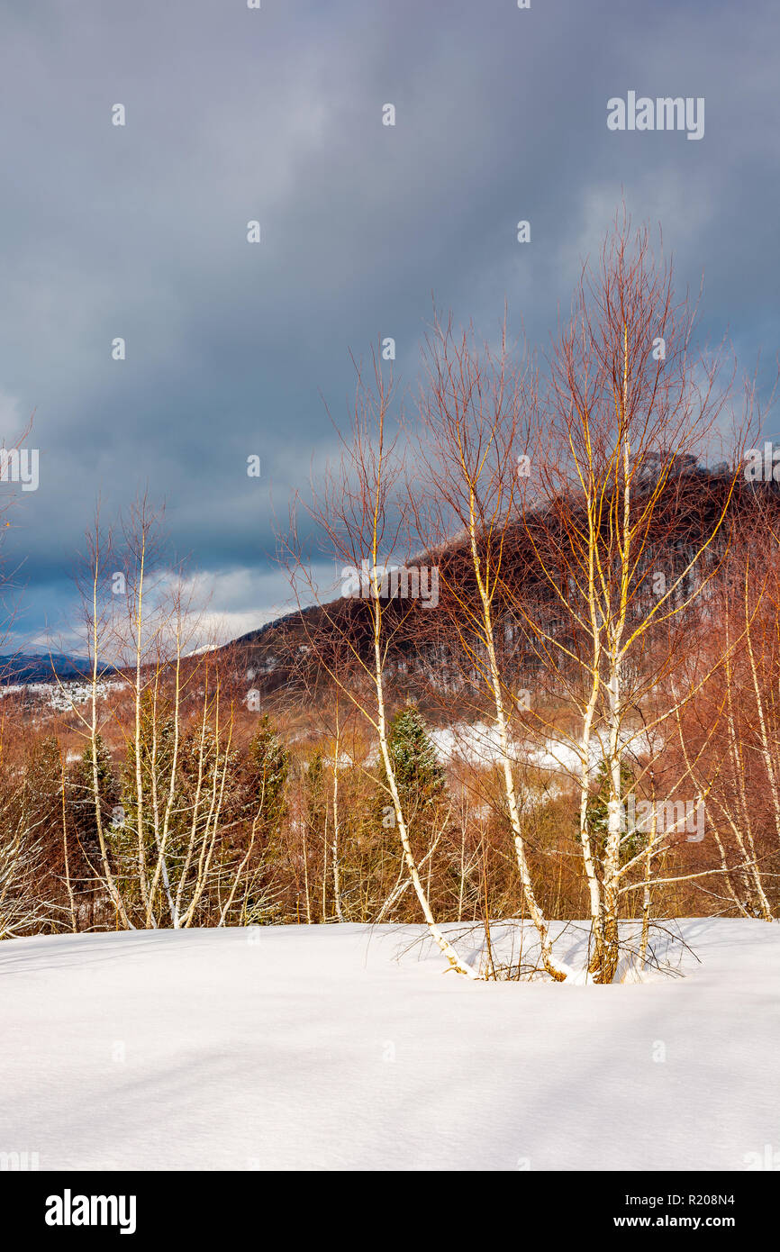 Birch Tree On Mountain Slope High Resolution Stock Photography and ...
