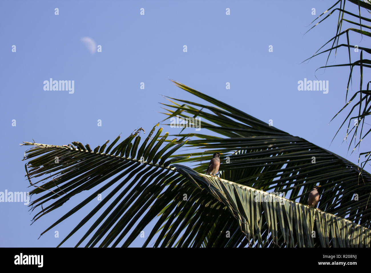 Two common myna bird hi-res stock photography and images - Alamy