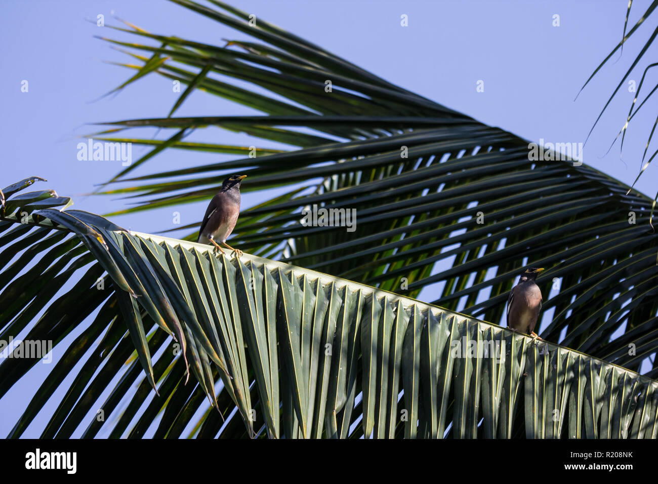 Two Common Myna bird on big tree Stock Photo - Alamy