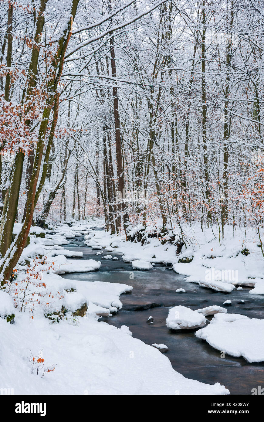 forest creek in winter forest. trees with weathered foliage along the ...
