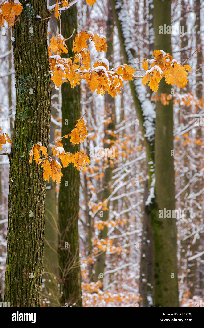 Winter foliage hi-res stock photography and images - Alamy