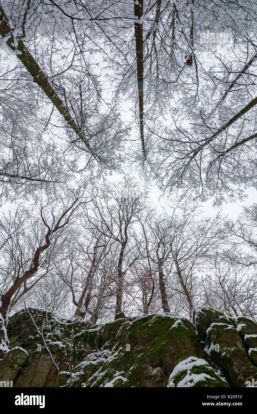winter forest on a rocky cliff. view from below in to the leafless tree ...