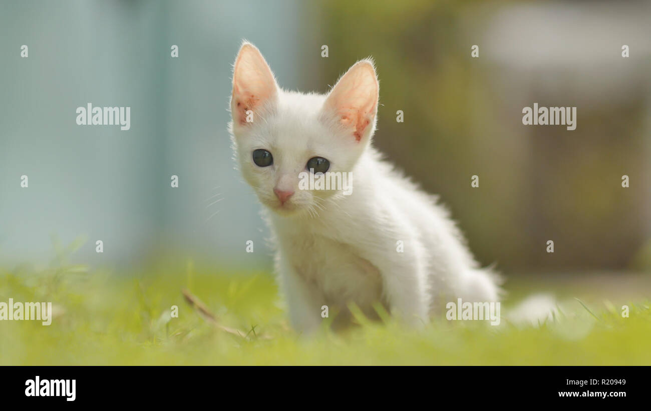 The white asian and thin kitten runs on a grass. Asian breed Stock ...