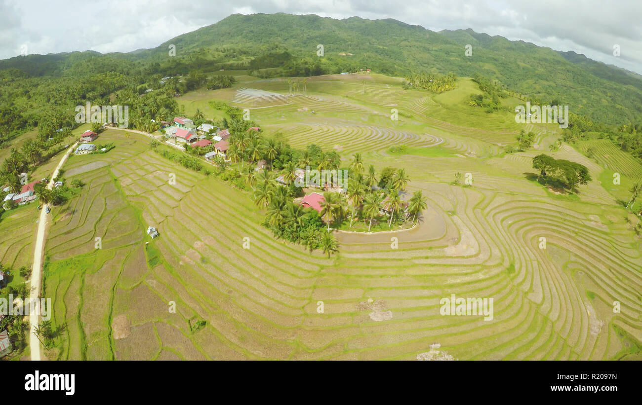 Rice fields of the Philippines. The island of Bohol. Filipino village ...