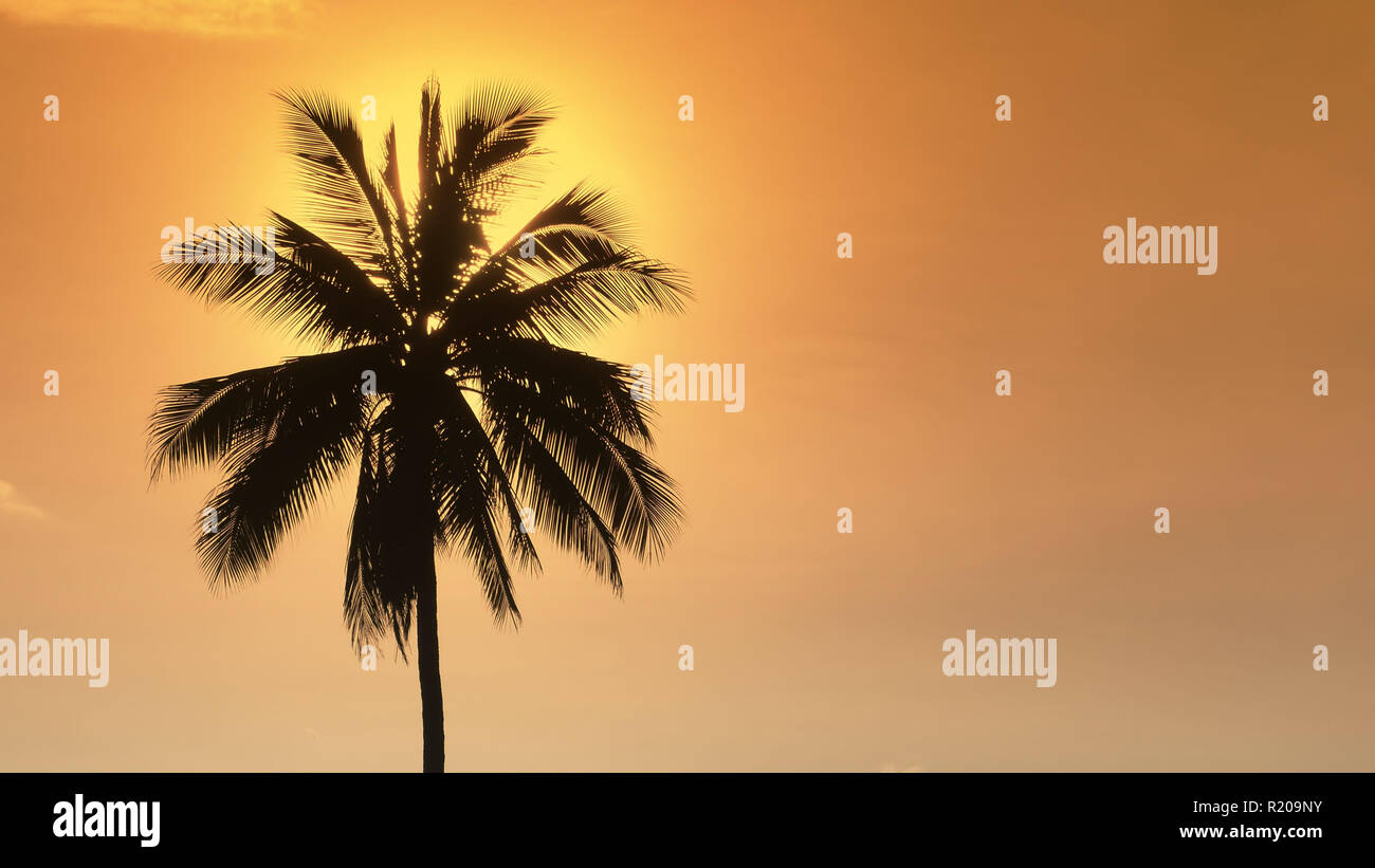Beautiful sunset behind palm hi-res stock photography and images - Alamy