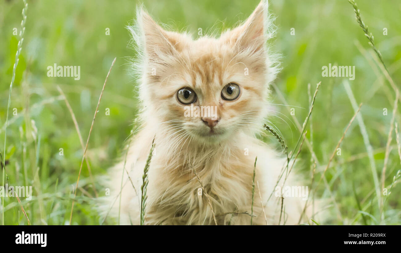 Red fluffy kitten on the green grass meows Stock Photo - Alamy