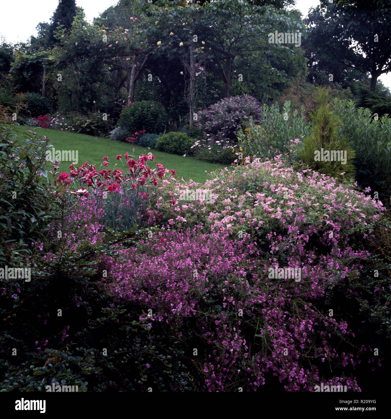 Pink geraniums and dianthus in large garden border Stock Photo - Alamy