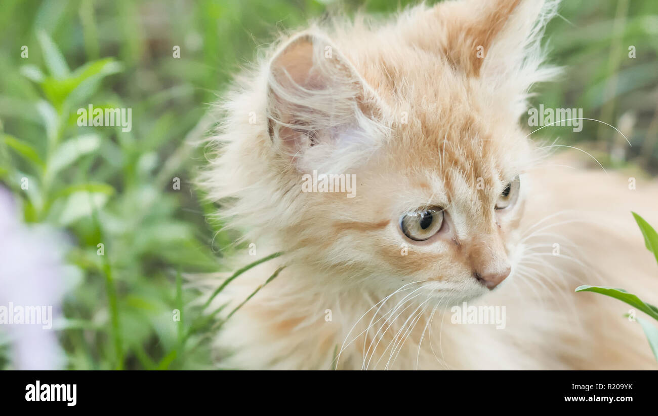 Red fluffy kitten on the green grass meows Stock Photo - Alamy