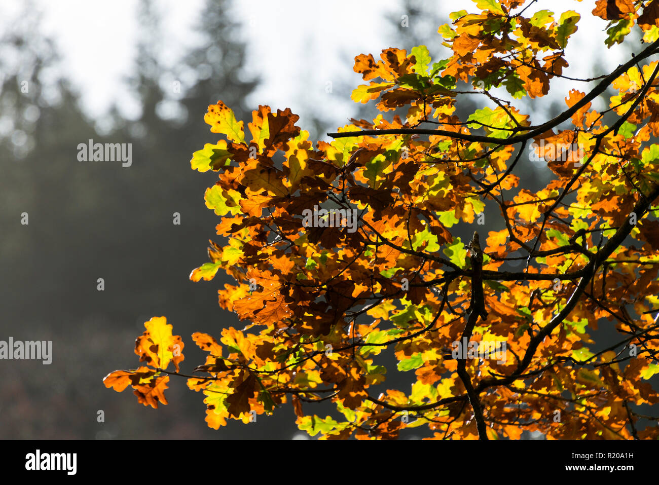 The leaves of an oak tree in autumn Stock Photo - Alamy