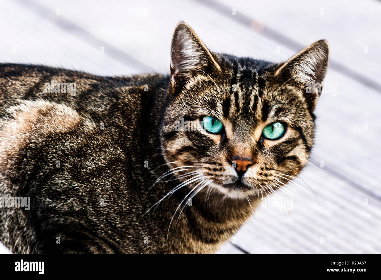 Straw cat hi-res stock photography and images - Alamy