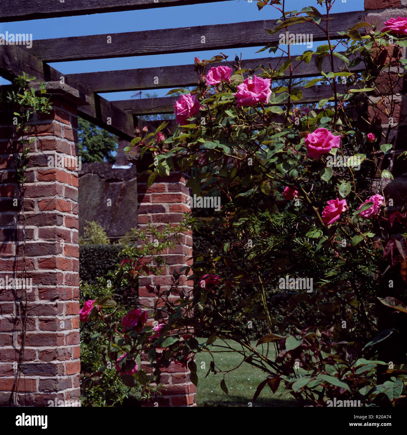 Pink roses on brick pillars supporting wooden pergola Stock Photo - Alamy