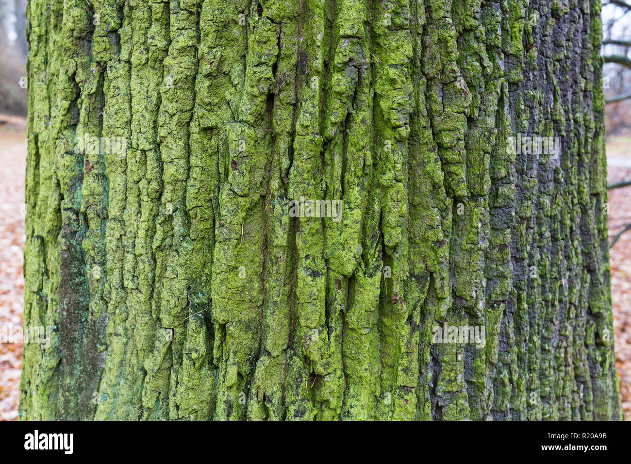 old wood tree bark texture with green moss Stock Photo - Alamy