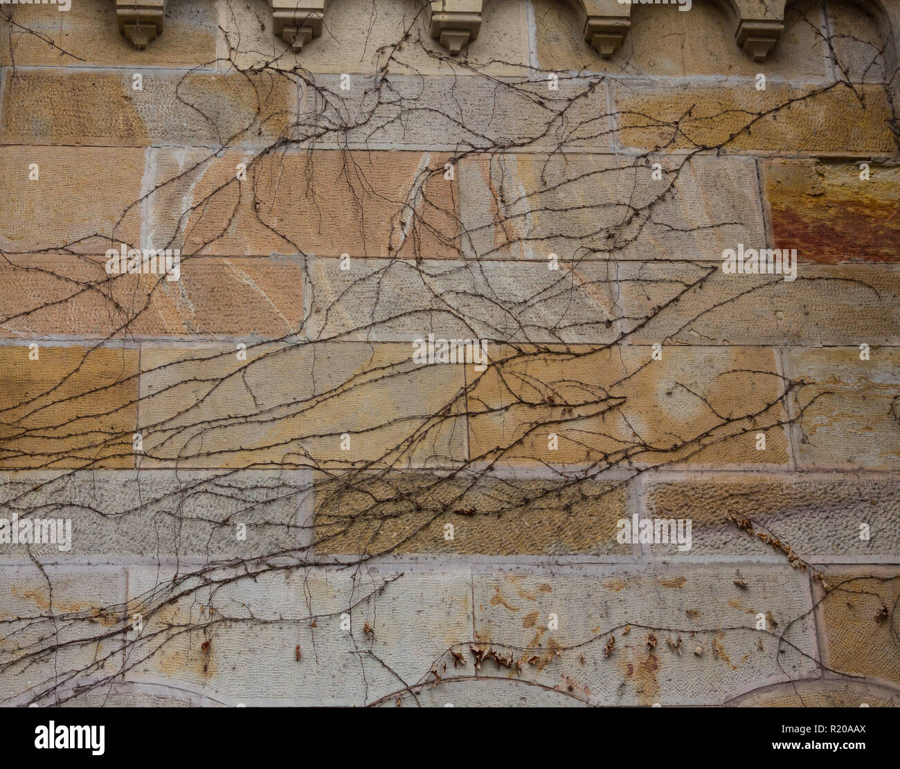 The red creeper plant with small yellow flower on grunge old house wall ...
