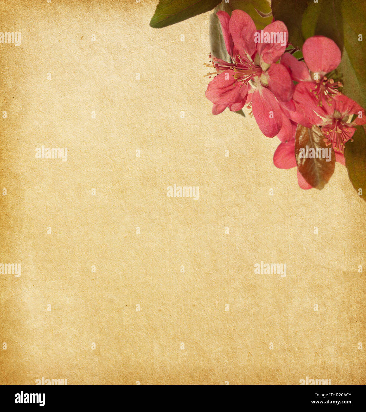 Vintage yellowish parchment paper burnt hi-res stock photography and ...