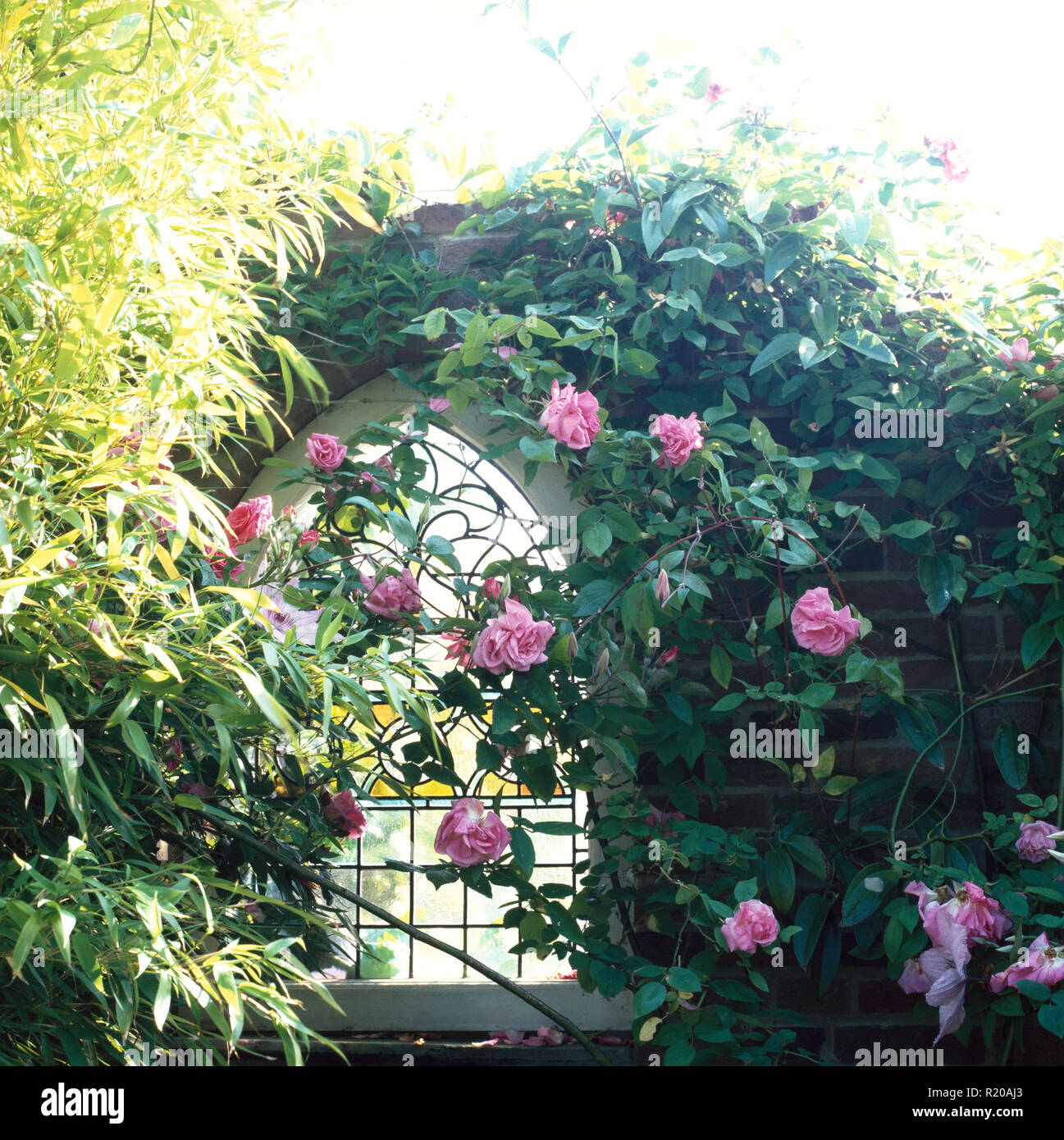 Pink climbing roses above stained glass window on wall Stock Photo - Alamy