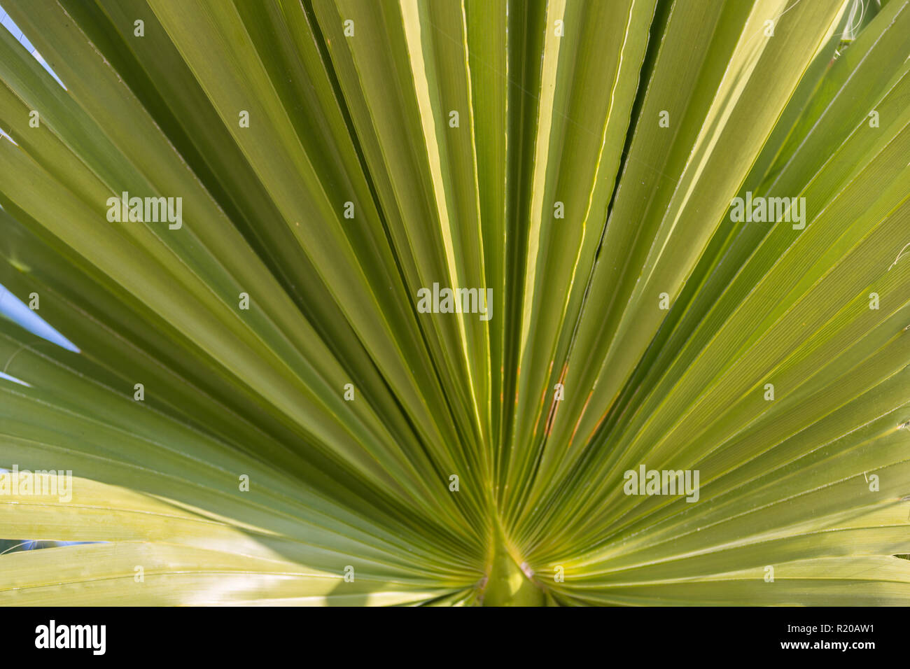 Green sheaf of palm leaves texture for background Stock Photo - Alamy