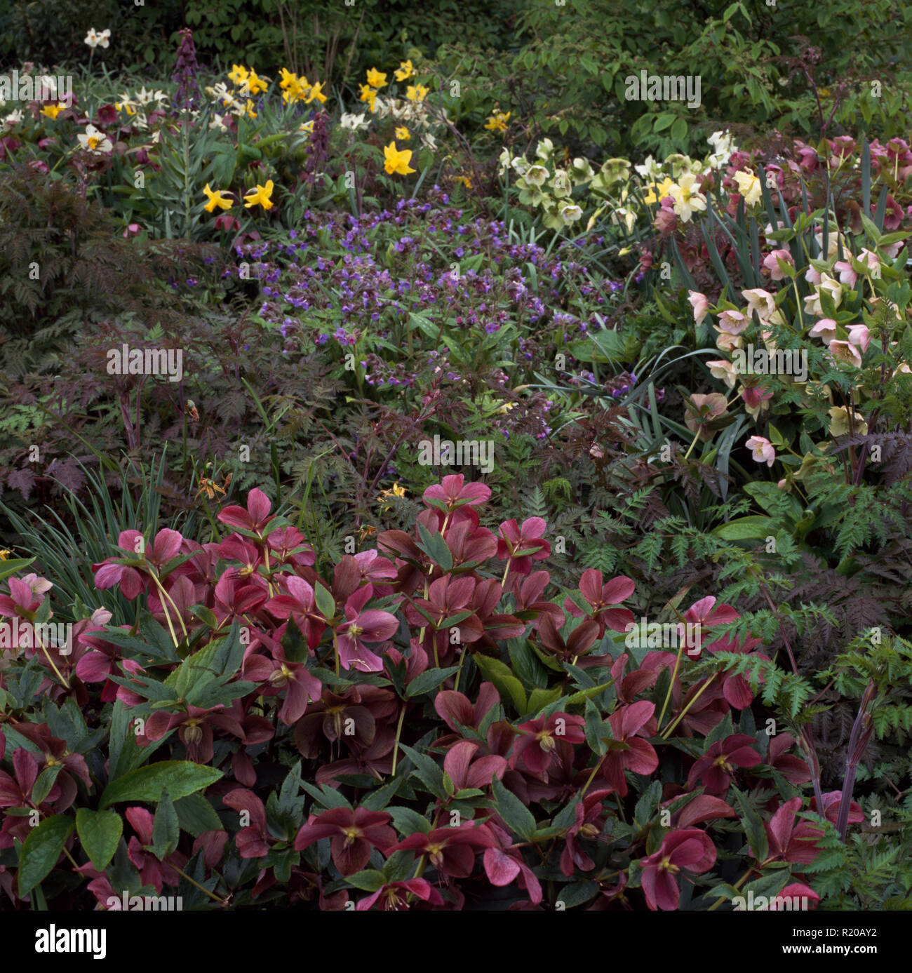 Spring border hellebores hi-res stock photography and images - Alamy
