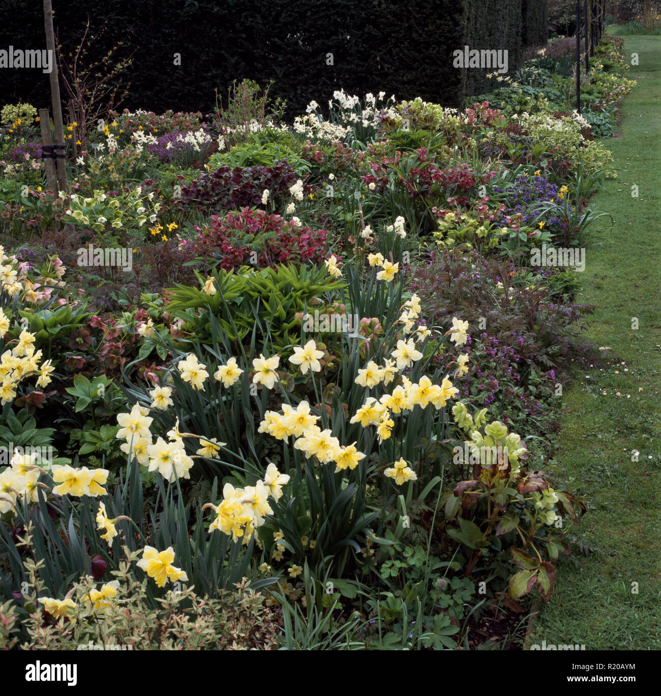 Spring border hellebores hi-res stock photography and images - Alamy