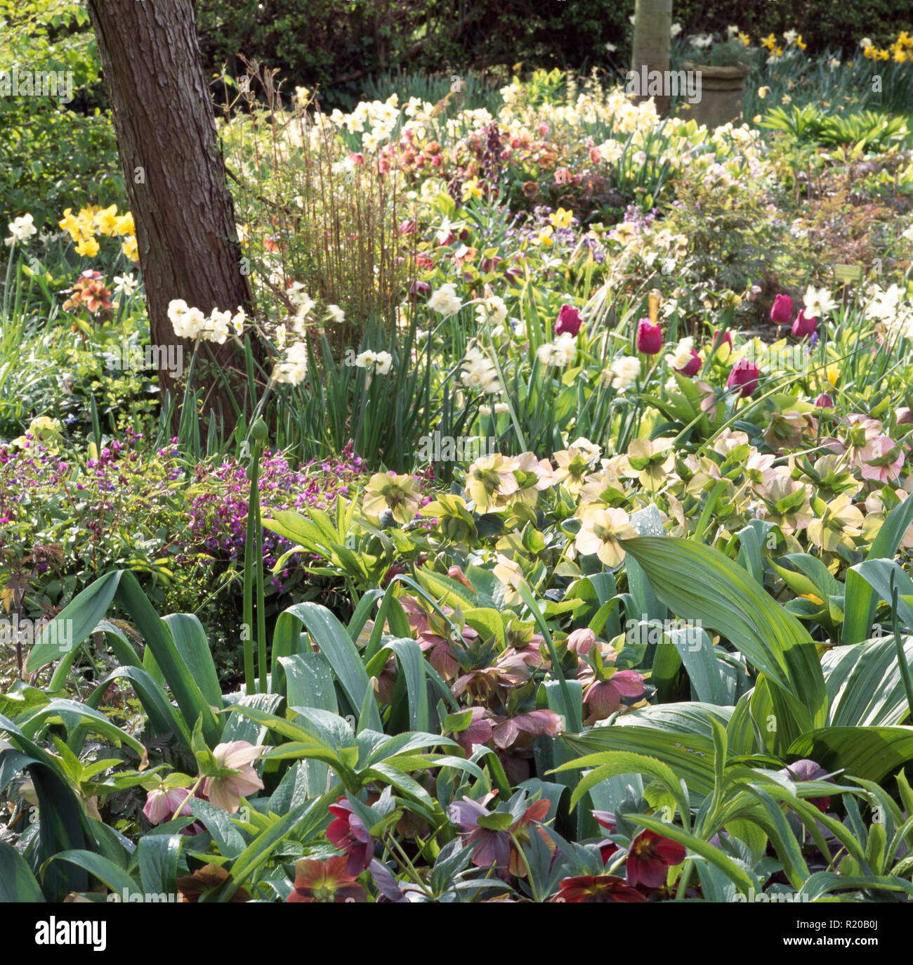 Spring border hellebores hi-res stock photography and images - Alamy