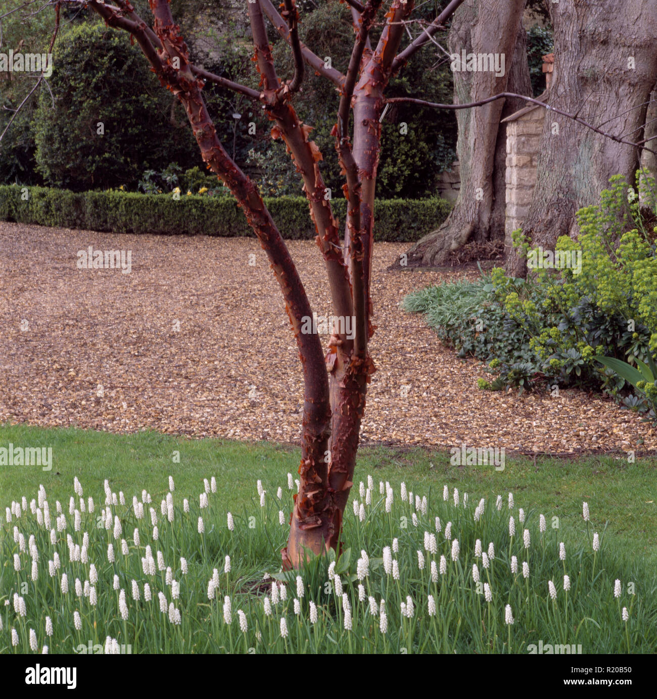 Large lawn with small trees hi-res stock photography and images - Alamy