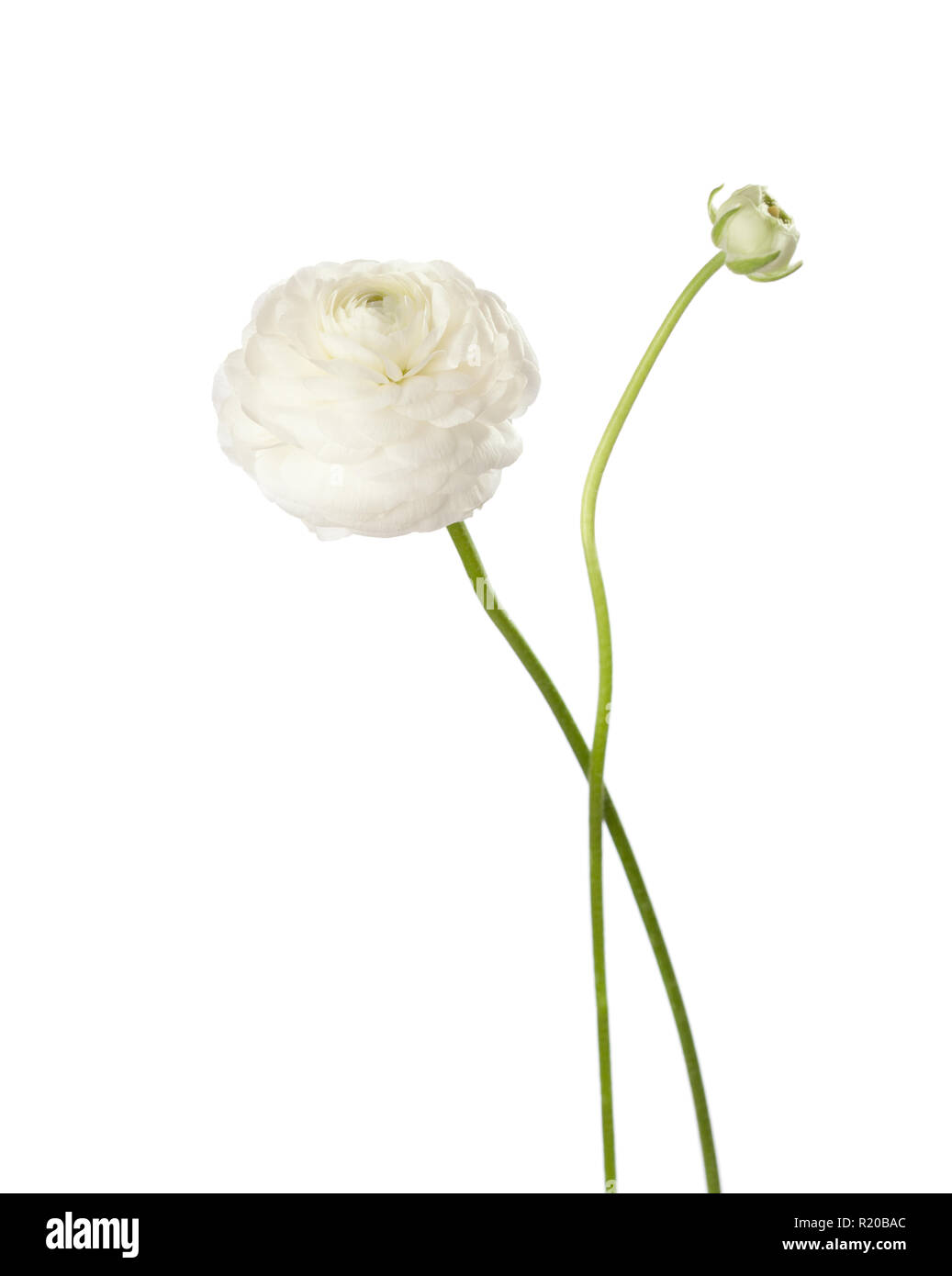 Ranunculus elegance green hi-res stock photography and images - Alamy