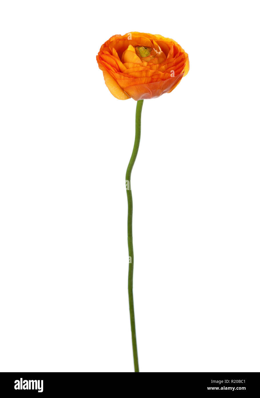 Orange flower isolated on white. Ranunculus Stock Photo - Alamy
