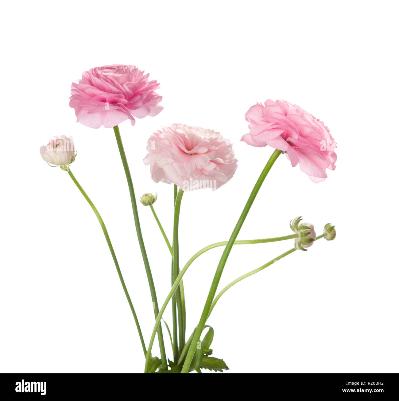 Light pink flowers isolated on white. Ranunculus Stock Photo - Alamy