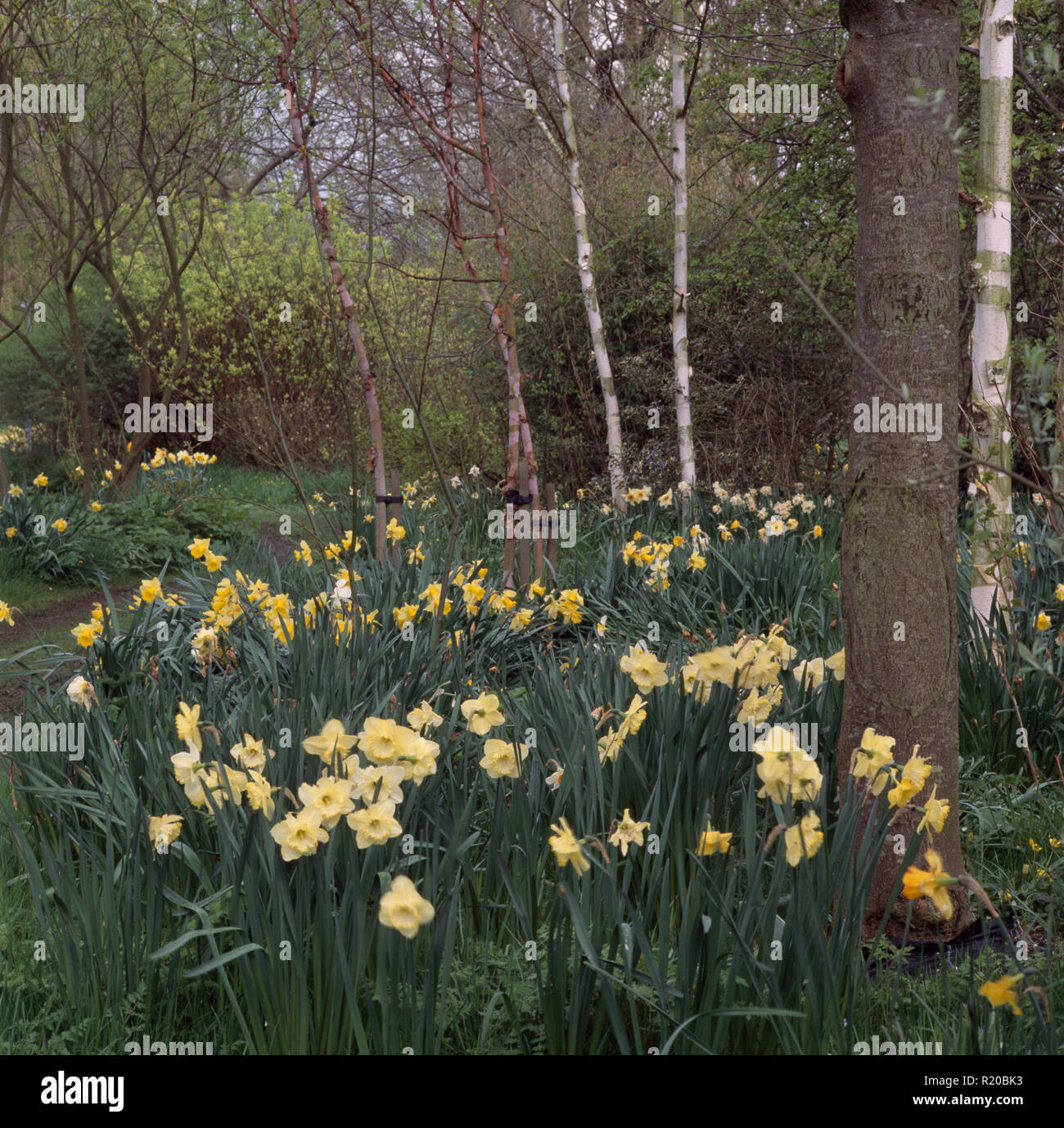 Birch trees garden uk hi-res stock photography and images - Alamy Birch trees garden uk hi-res stock photography and images - Alamy