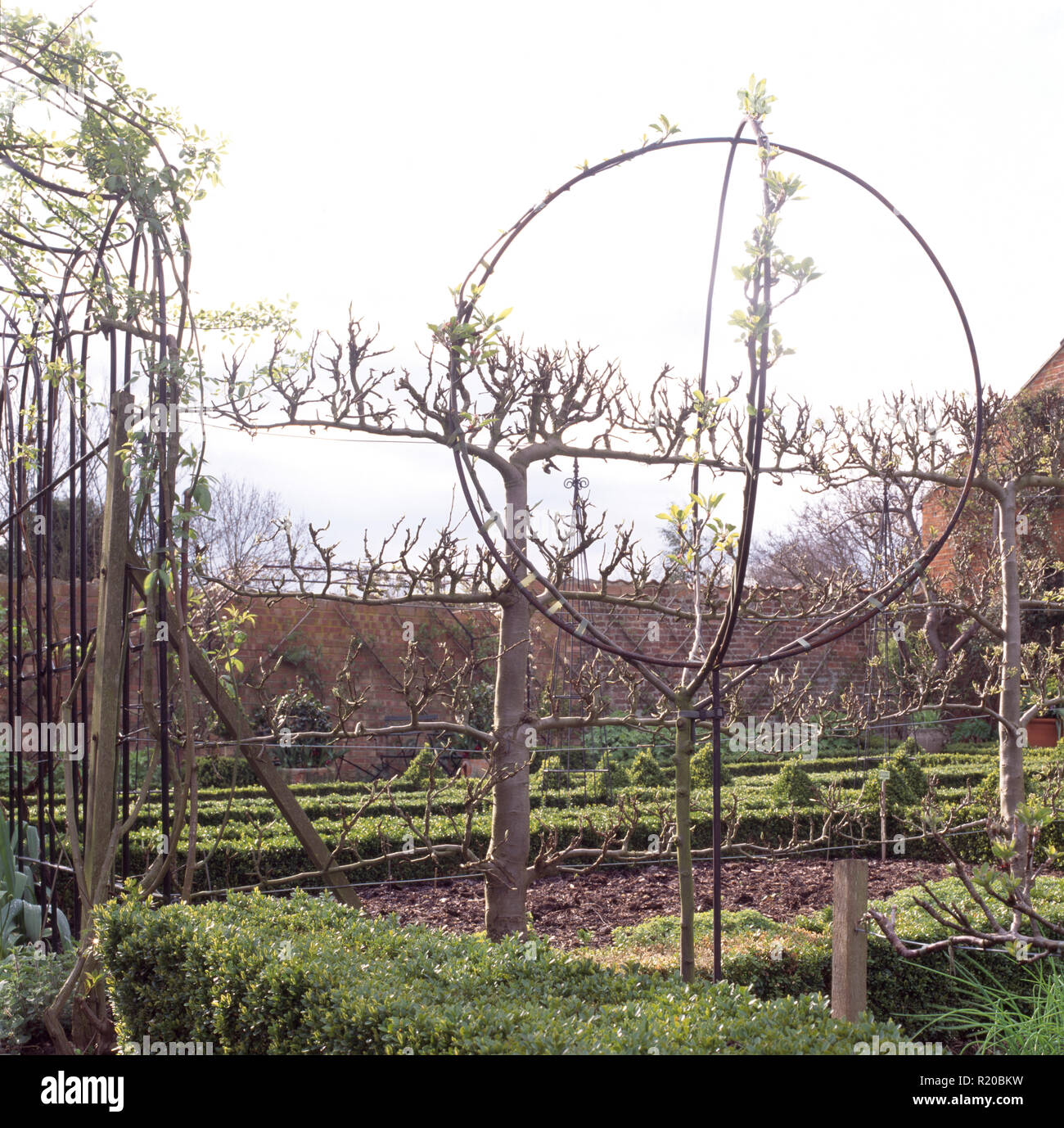 Espaliered fruit tree and circular frame in walled garden Stock Photo ...