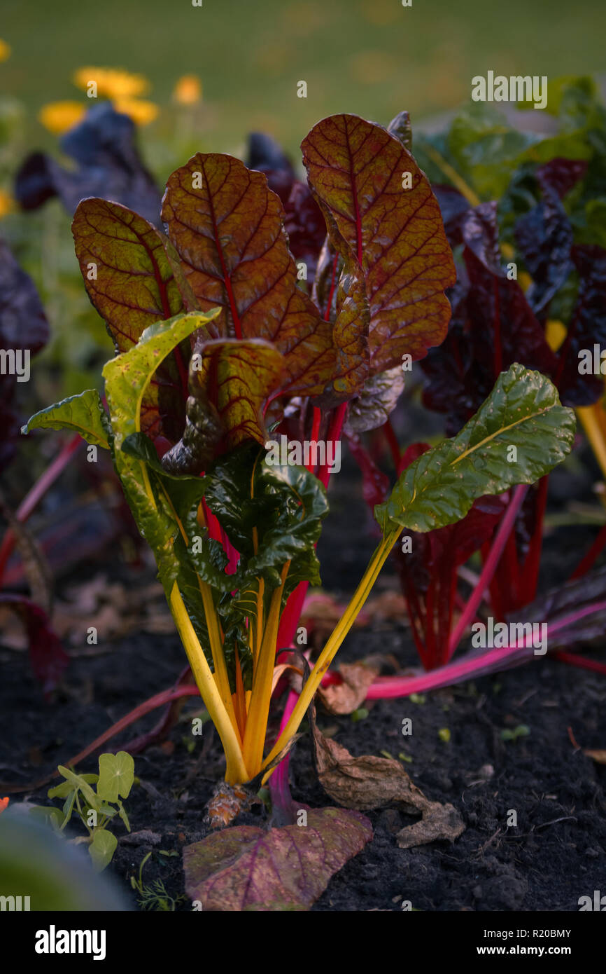 Mangold vegetable hi-res stock photography and images - Alamy