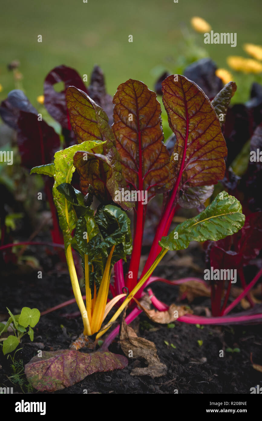 Mangold vegetable hi-res stock photography and images - Alamy