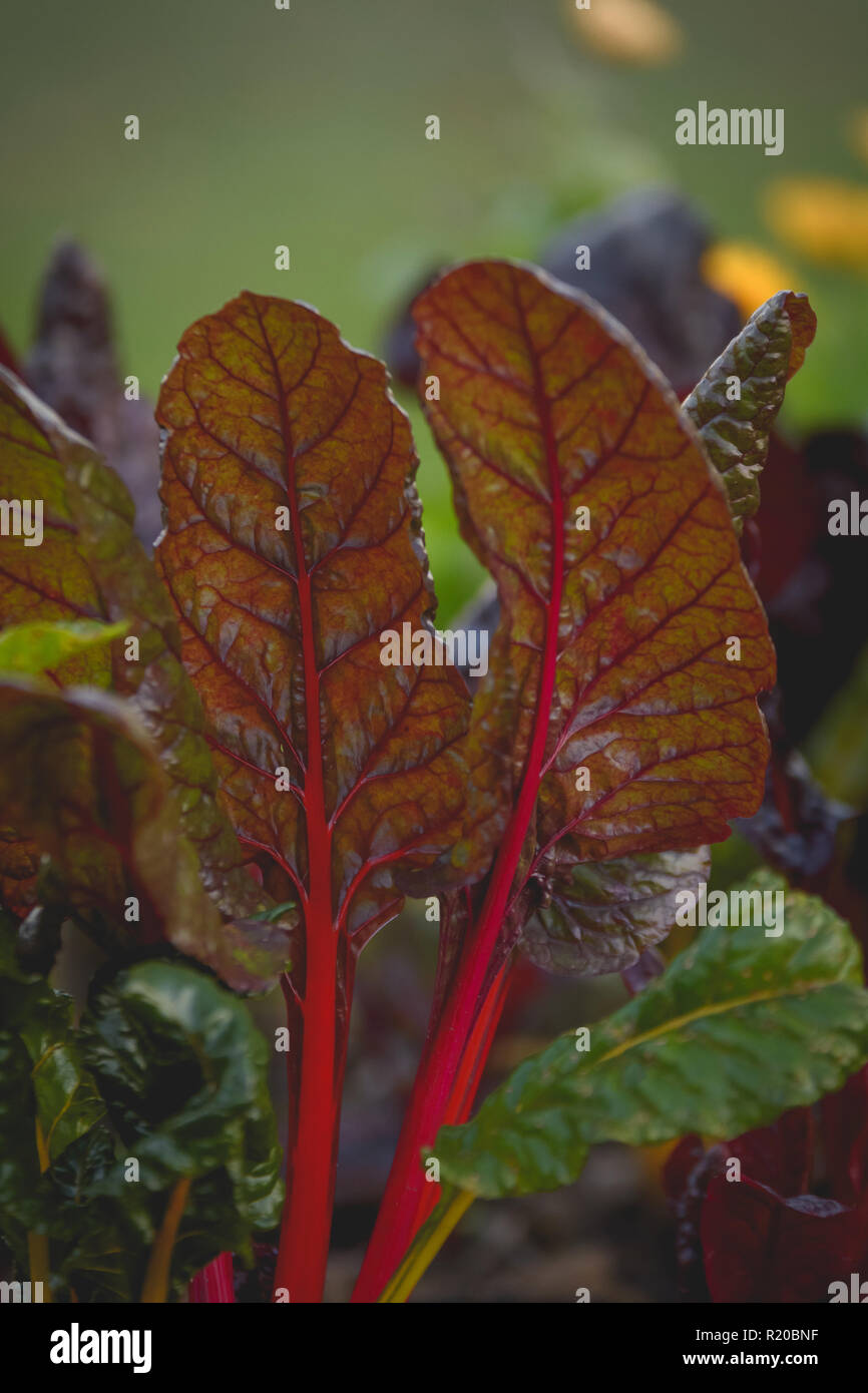 Mangold vegetable hi-res stock photography and images - Alamy