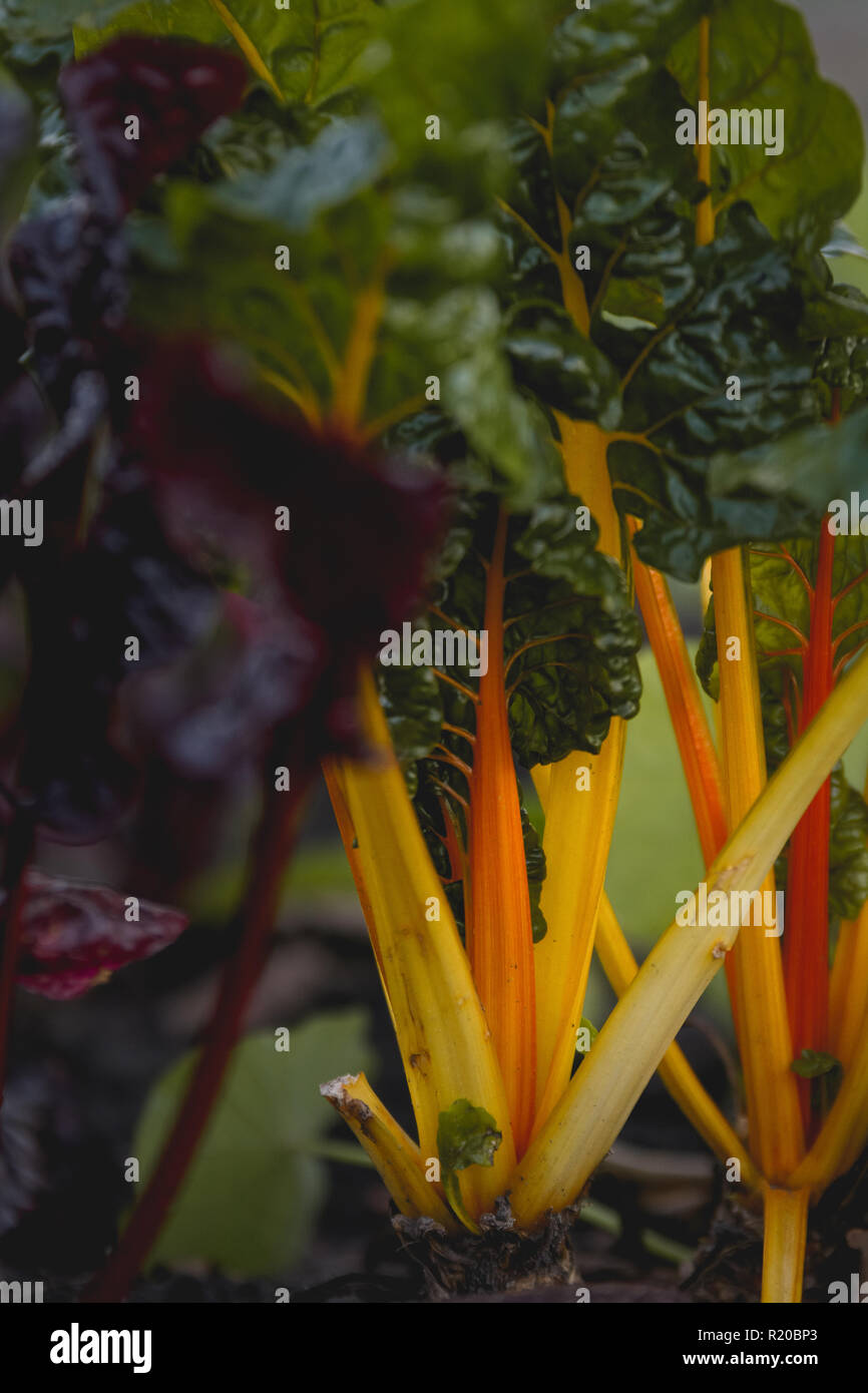 Mangold vegetable hi-res stock photography and images - Alamy