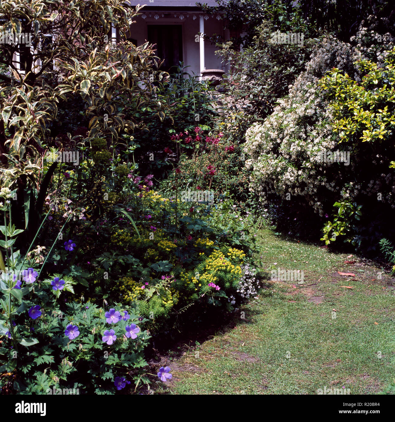 Blue geraniums in summer border beside grass path Stock Photo - Alamy