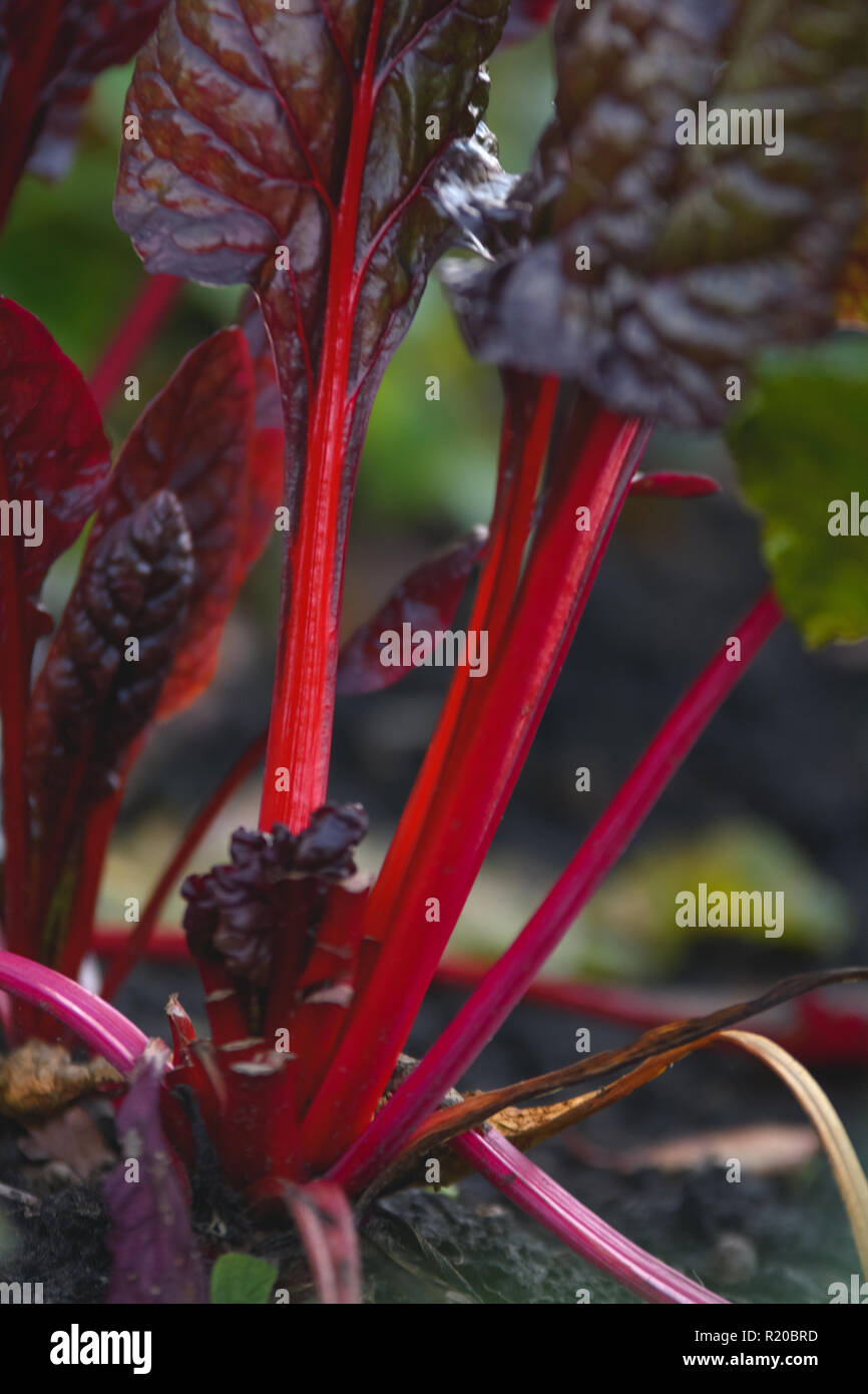 Mangold vegetable hi-res stock photography and images - Alamy