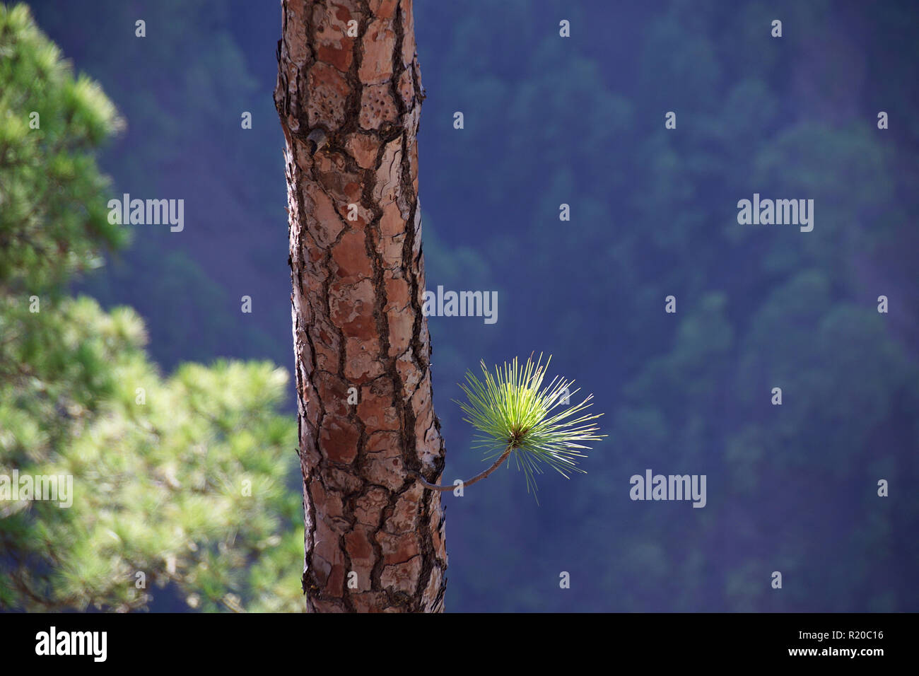 Regrowth from a burnt tree trunk of the Pinus canariensis, the Canary ...
