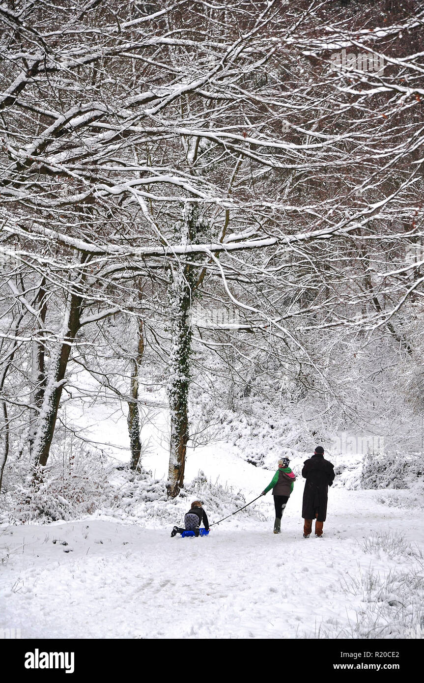 Winter landscape of snow a covered forest in Stoke Park woods ...