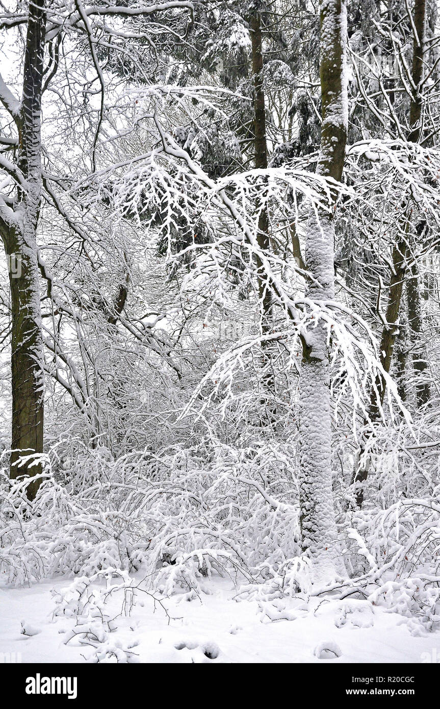 Winter landscape of snow a covered forest in Stoke Park woods ...