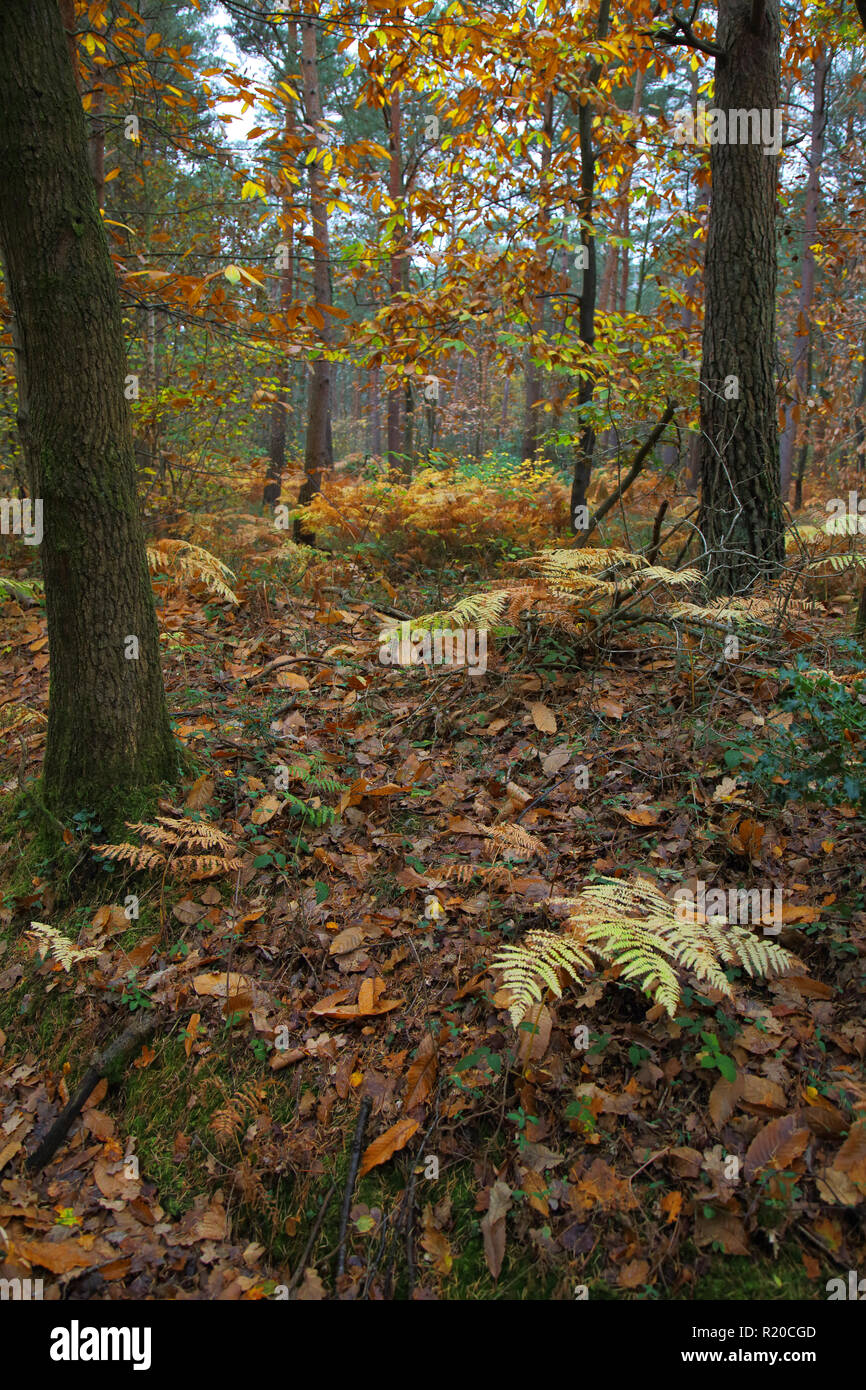 Binstead hi-res stock photography and images - Alamy