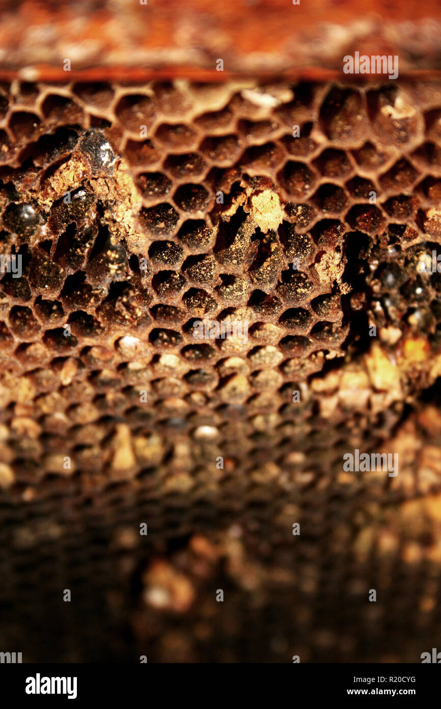 Macro empty honeycomb hi-res stock photography and images - Alamy
