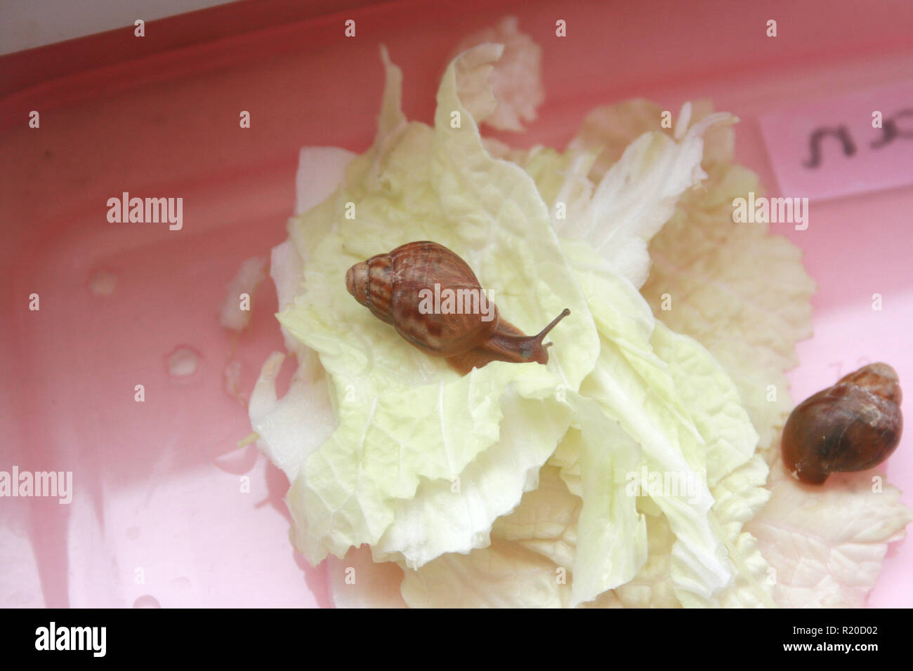Cabbage snail hi-res stock photography and images - Alamy