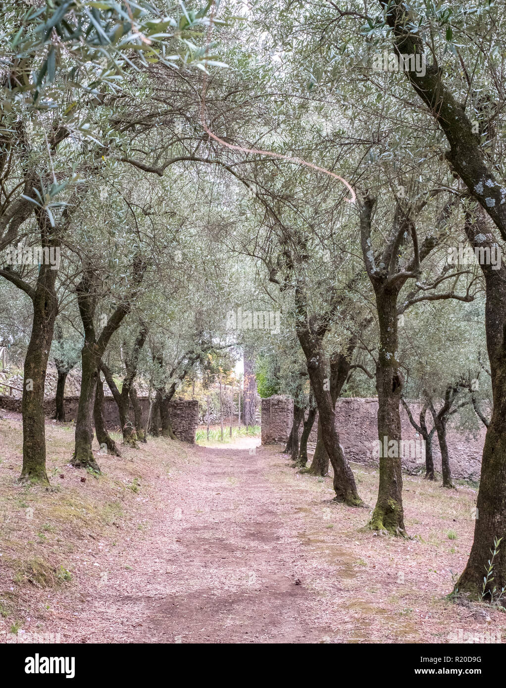 Beautiful Italian Olive Grove Trees High Resolution Stock Photography ...