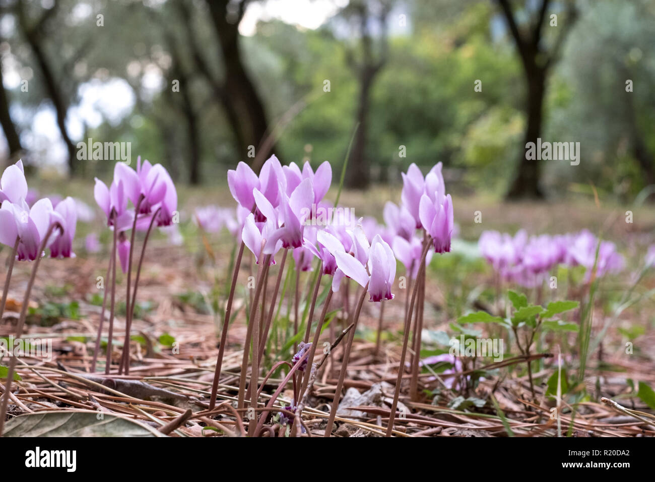 Pink crocuses growing in an olive grove in the gardens of Villa ...