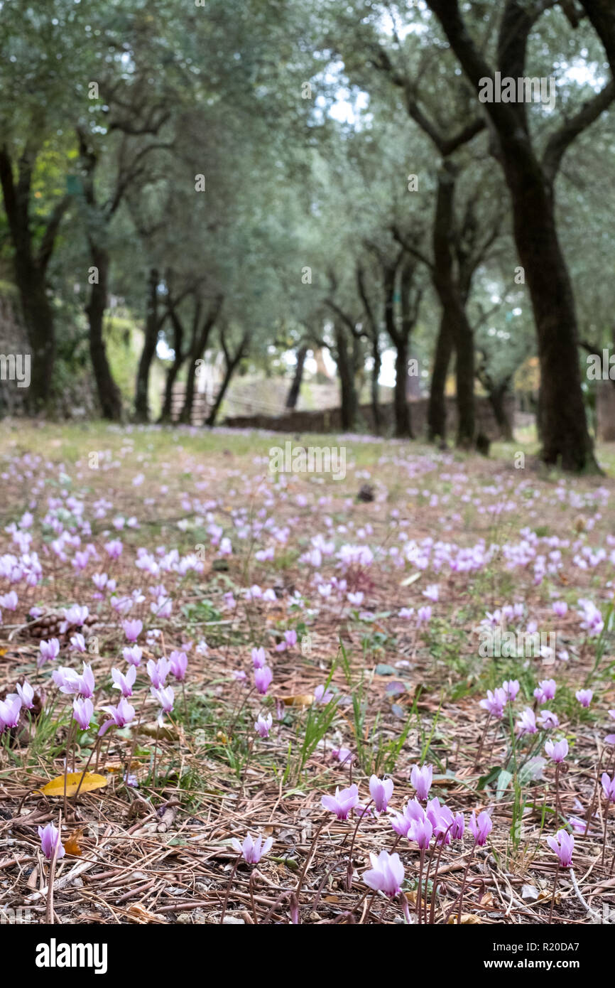 Pink crocuses growing in an olive grove in the gardens of Villa ...