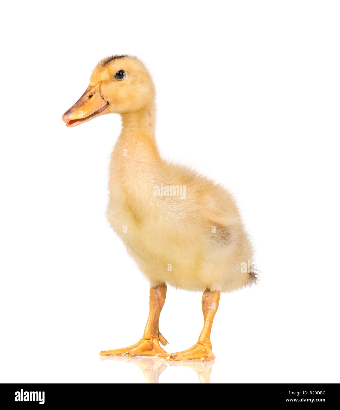 Cute newborn duckling Stock Photo - Alamy